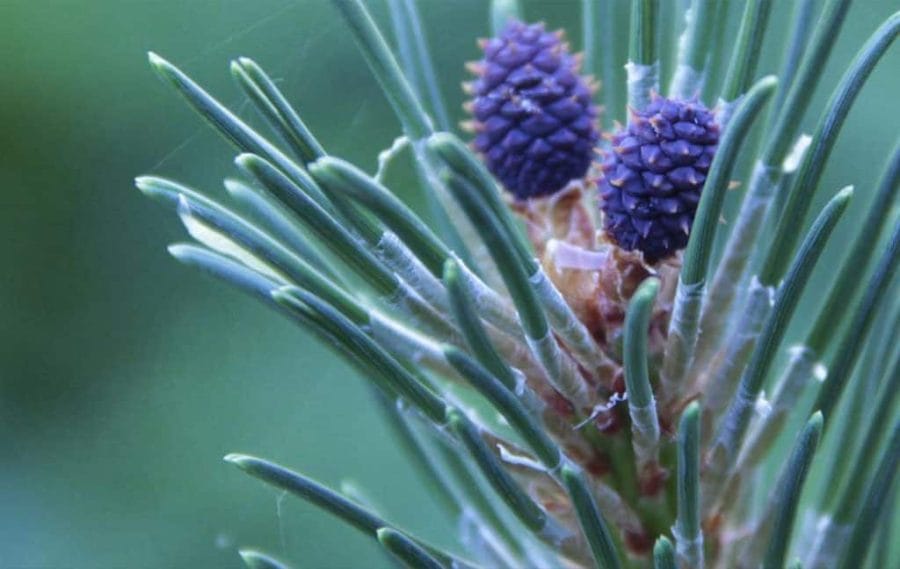 Pinolumin - Swiss pine pine extract - Mireille Lab